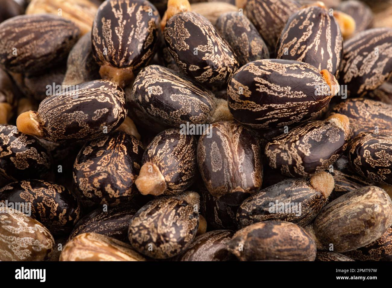 Organic castor seeds and fruits - Ricinus communis Stock Photo - Alamy
