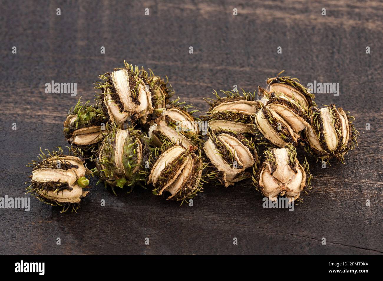 Castor bean seed dried hi-res stock photography and images - Alamy