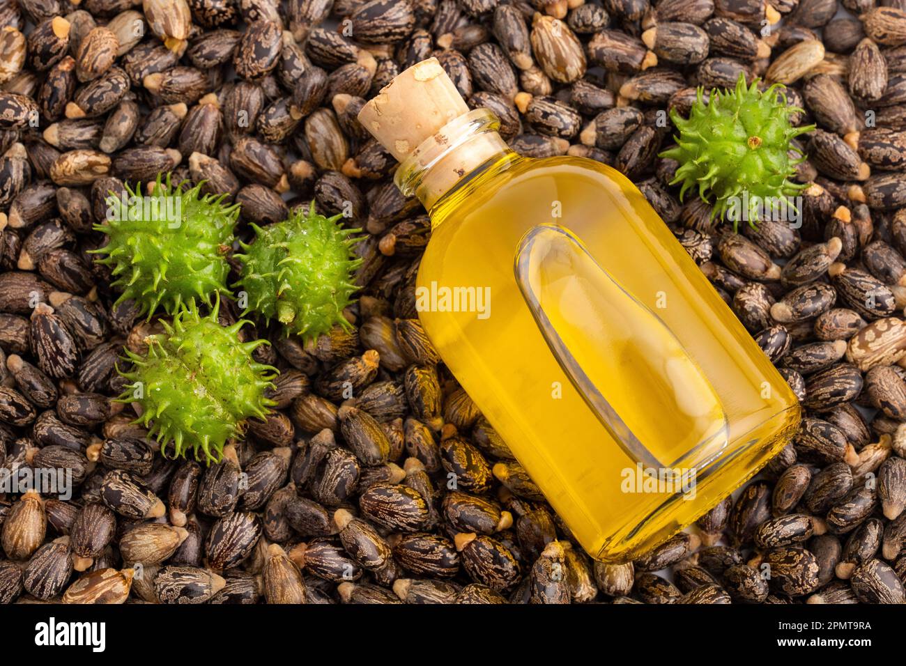 Oil, seeds and fruits of Ricinus communis - Medicinal product Stock ...