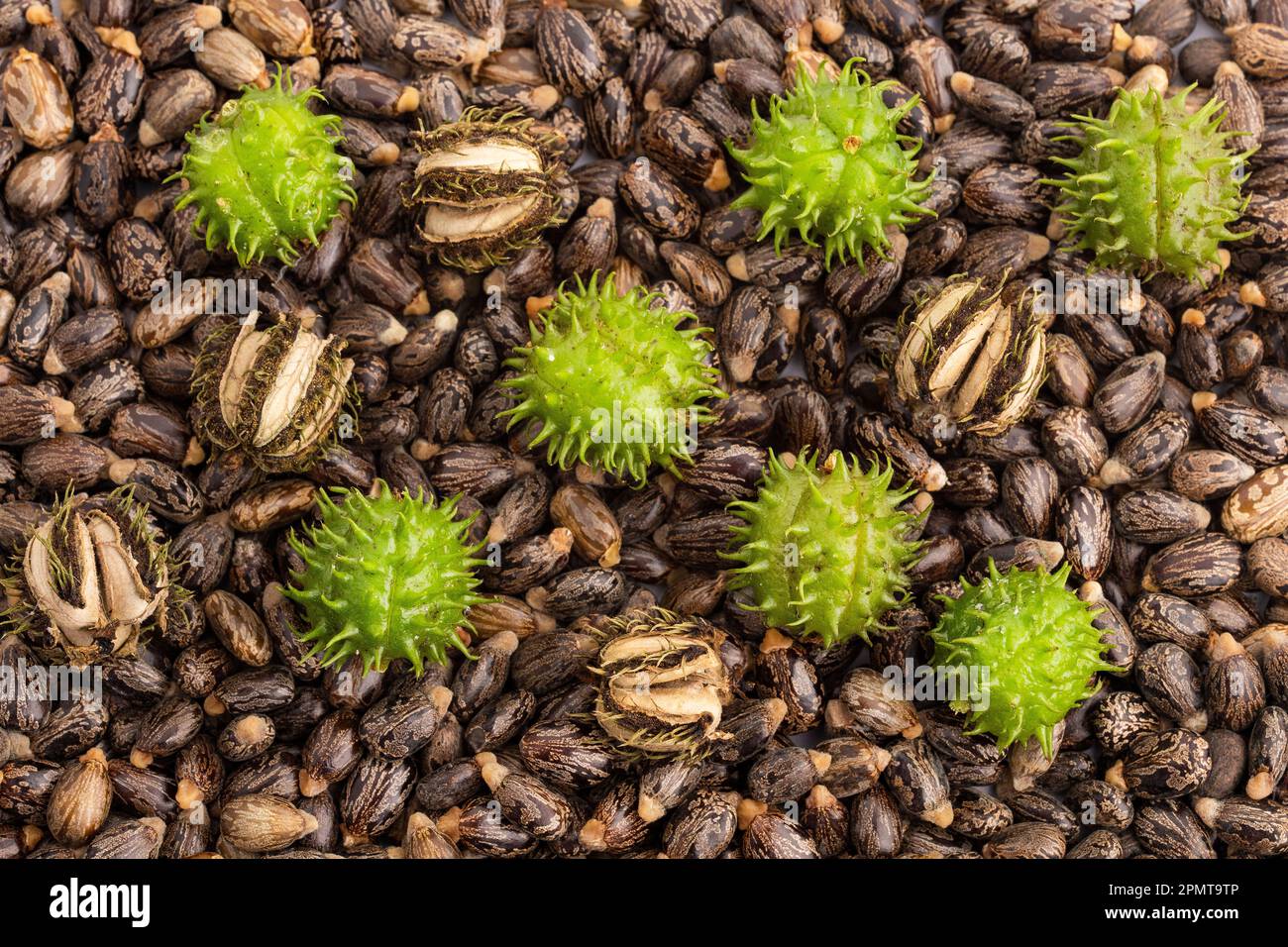 Green and dry organic seeds of Ricinus communis Stock Photo - Alamy