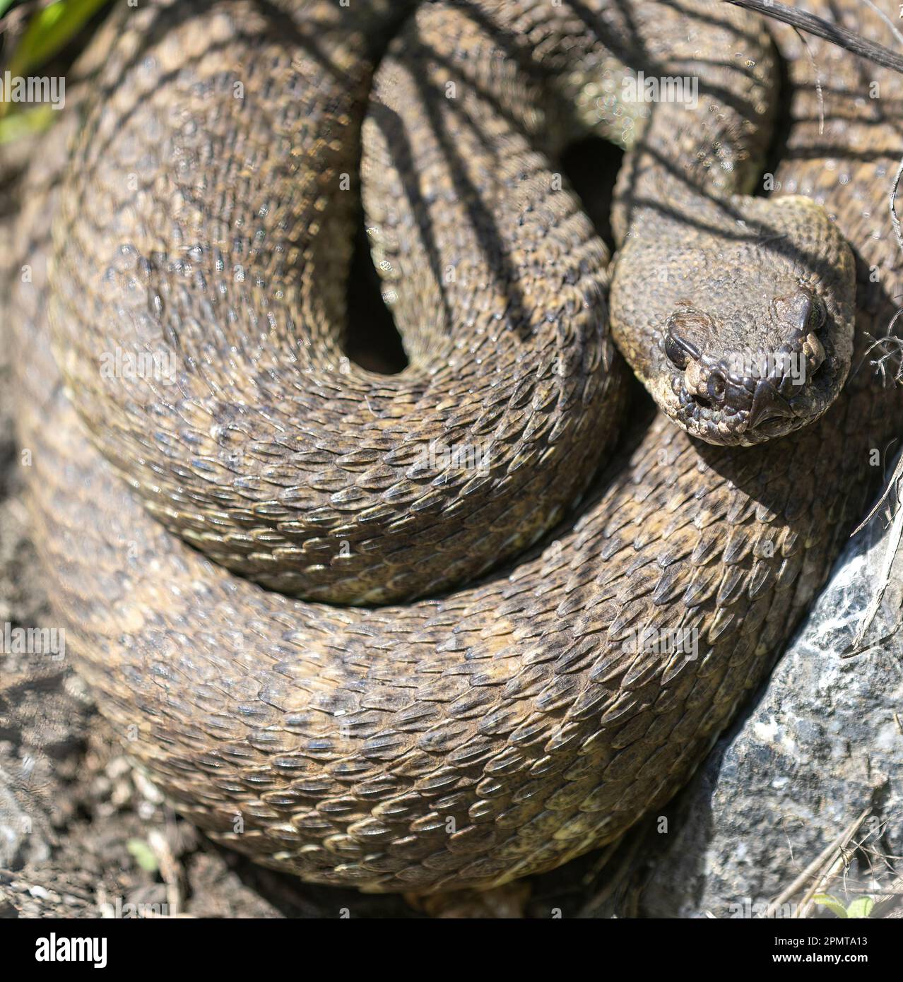 Northern Pacific Rattlesnake in Early Spring. Pearson-Arastradero ...