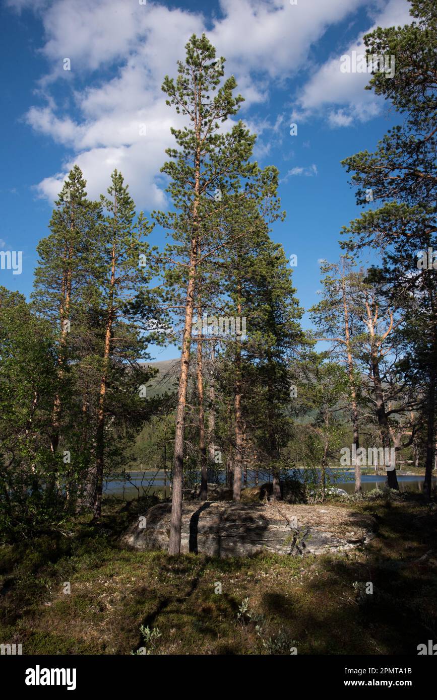 Hulderstigen hi-res stock photography and images - Alamy