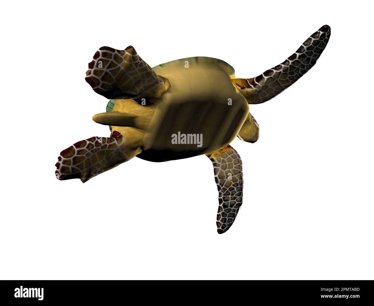 Sea turtle 3d render hi-res stock photography and images - Alamy