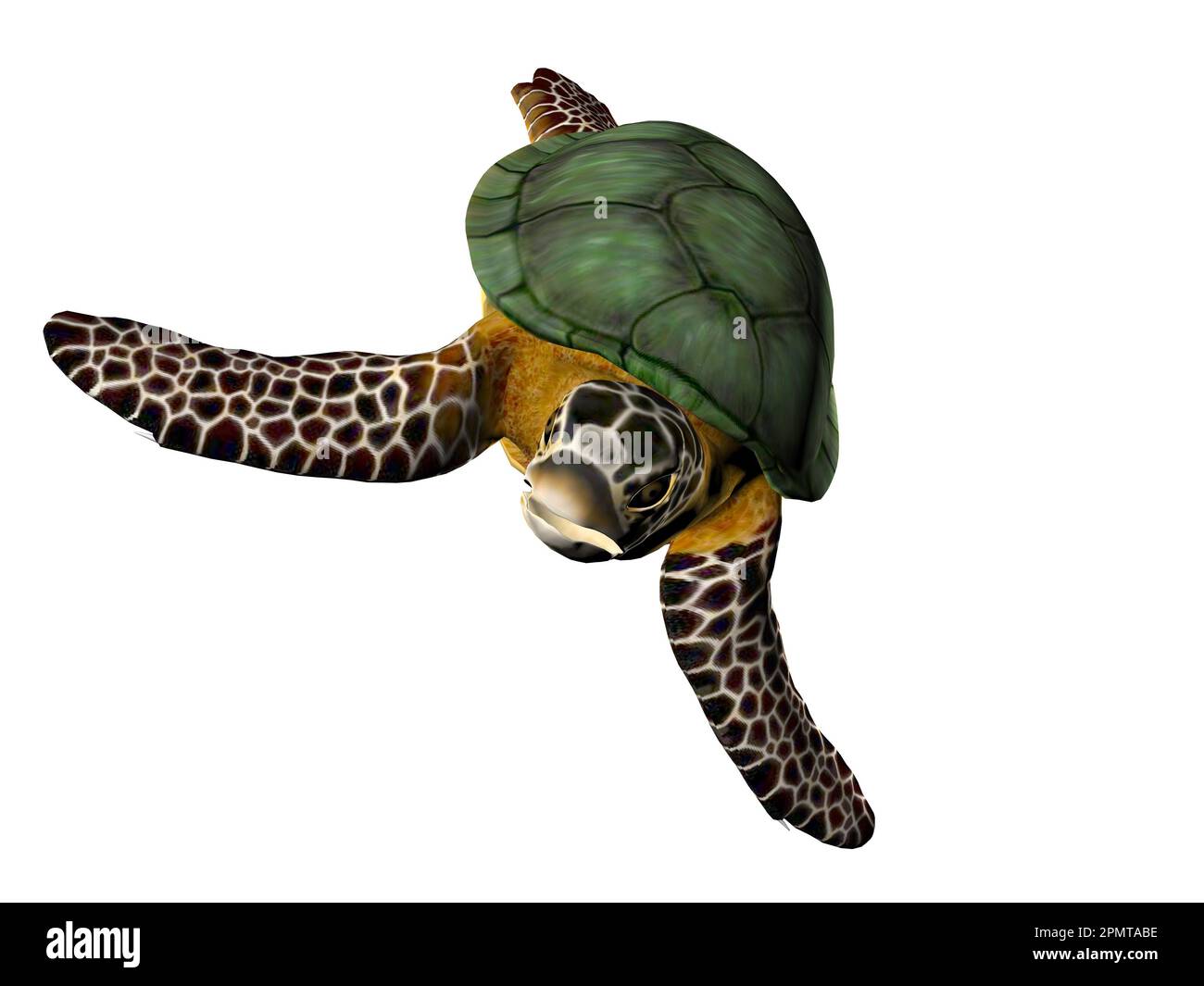 3D illustration of a great sea turtle isolated Stock Photo - Alamy