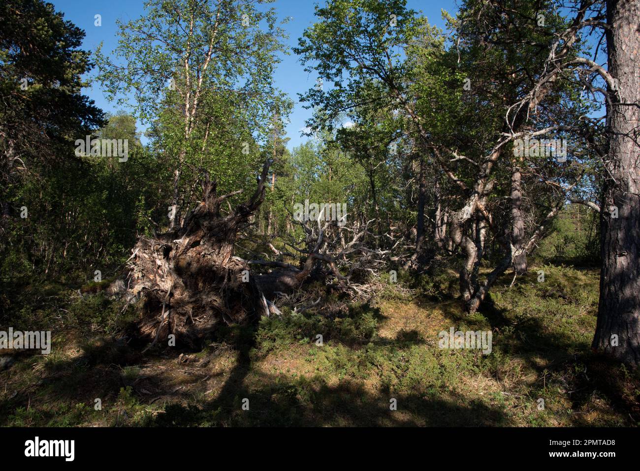 Hulderstigen hi-res stock photography and images - Alamy