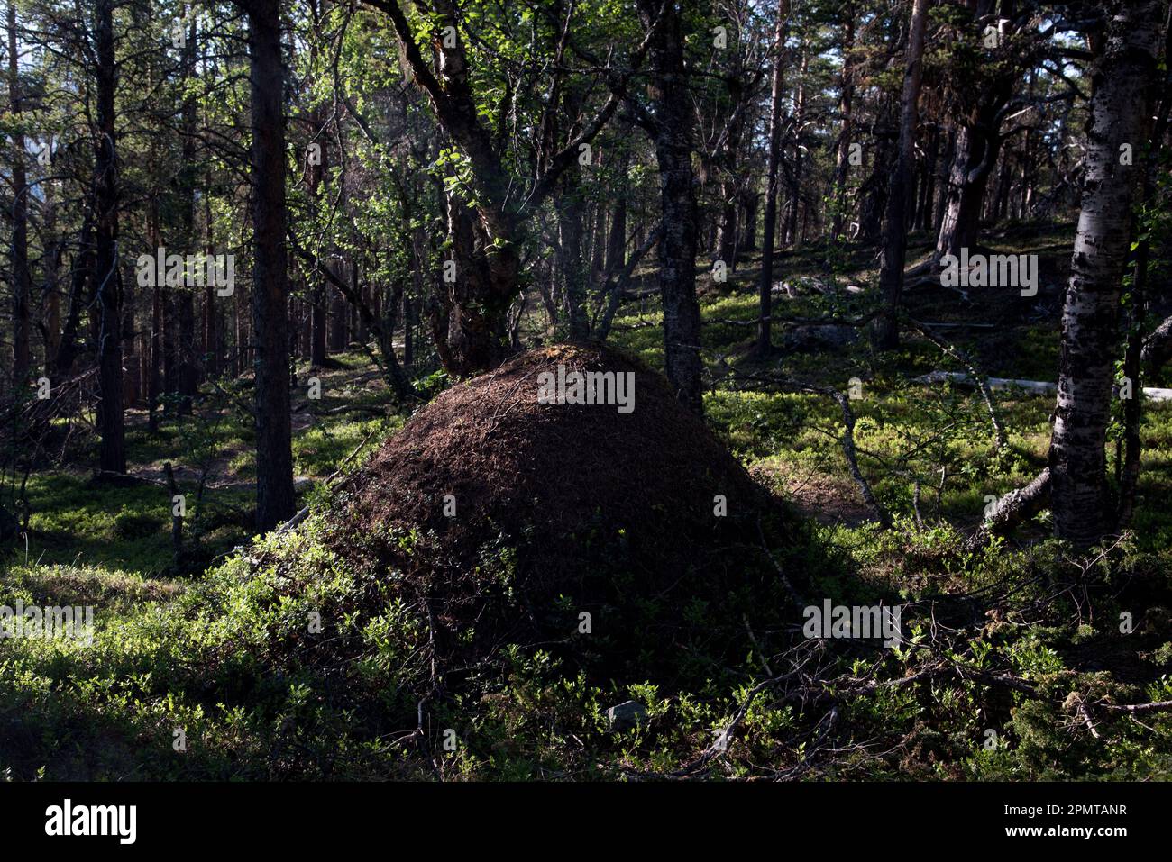 Red wood ant nest in Stuttgonglia nature reserve in an primeval pine ...