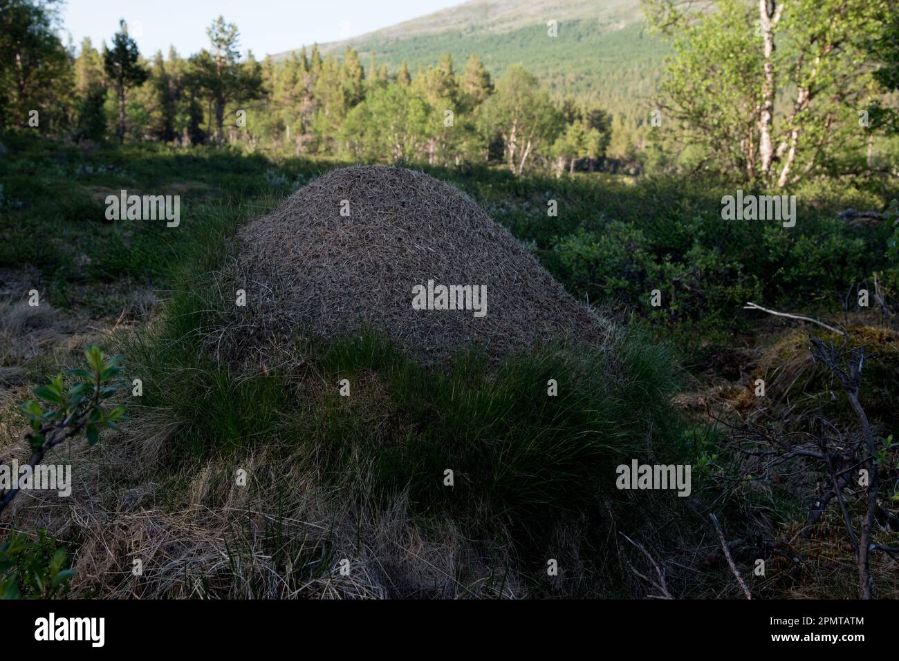 Red wood ant nest in Stuttgonglia nature reserve in an primeval pine ...