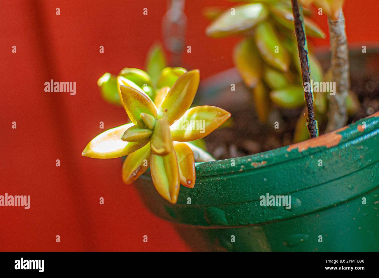 Little plant living in a hanging pot in the backyard garden Stock Photo ...