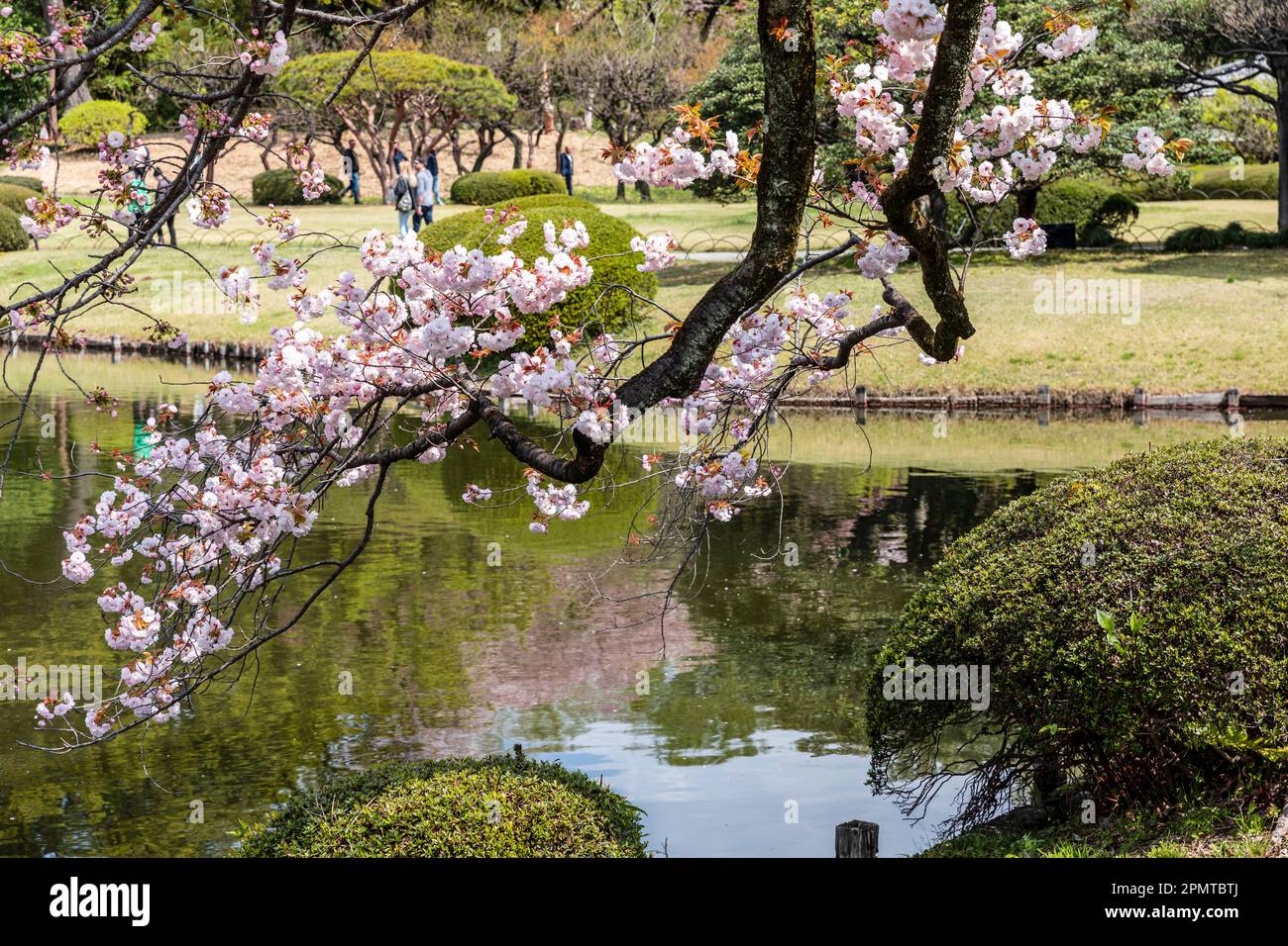 Japan sakura cherry blossom April 2023, Shinjuku Gyoen Park in Tokyo ...