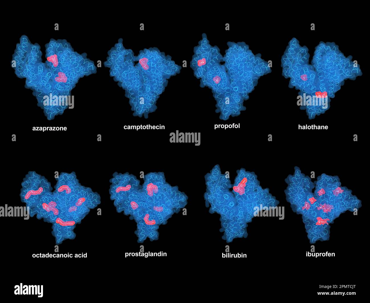 Albumin molecule hi-res stock photography and images - Alamy