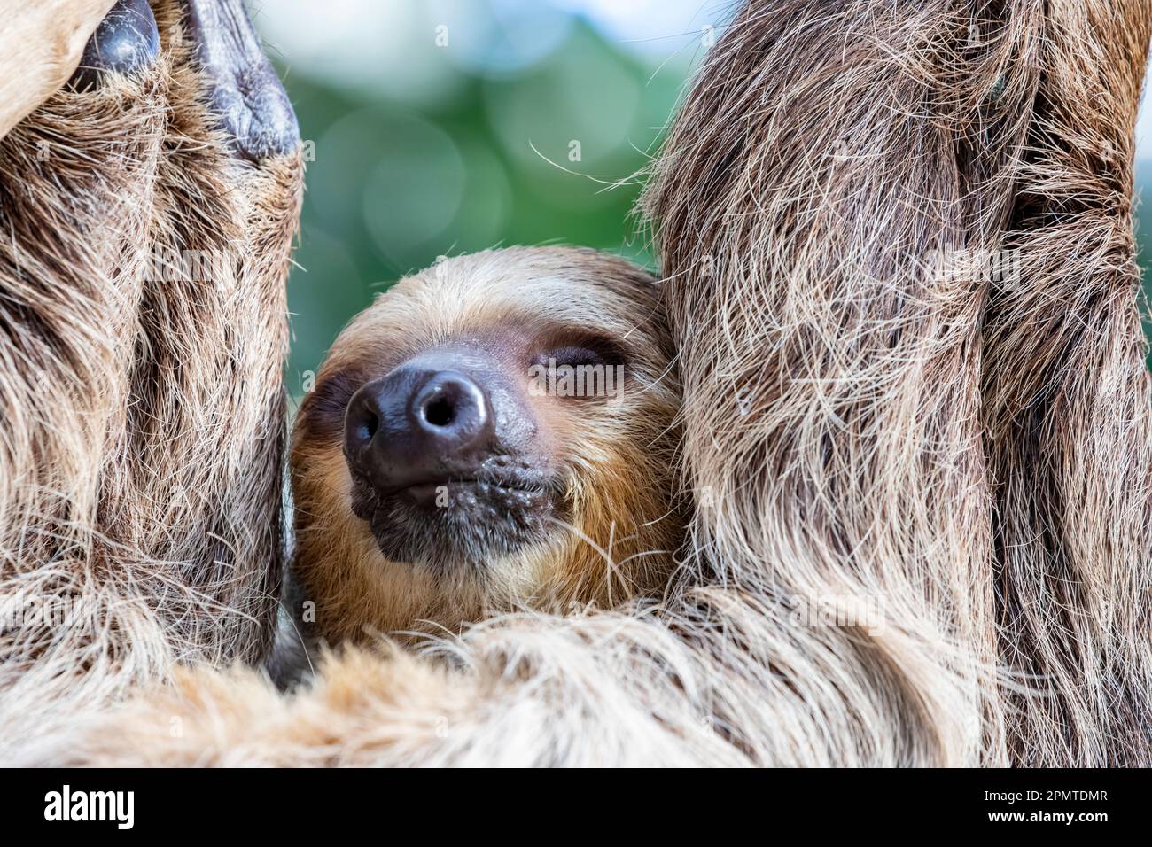 The close image of Linneaus' Two-toed Sloth (Choloepus didactylus). A ...