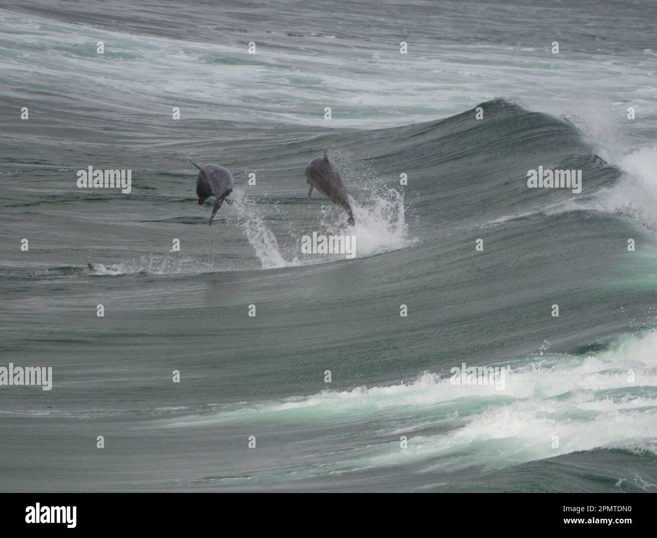 Two Bottlenose Dolphins leaping and jumping up through the back of a ...