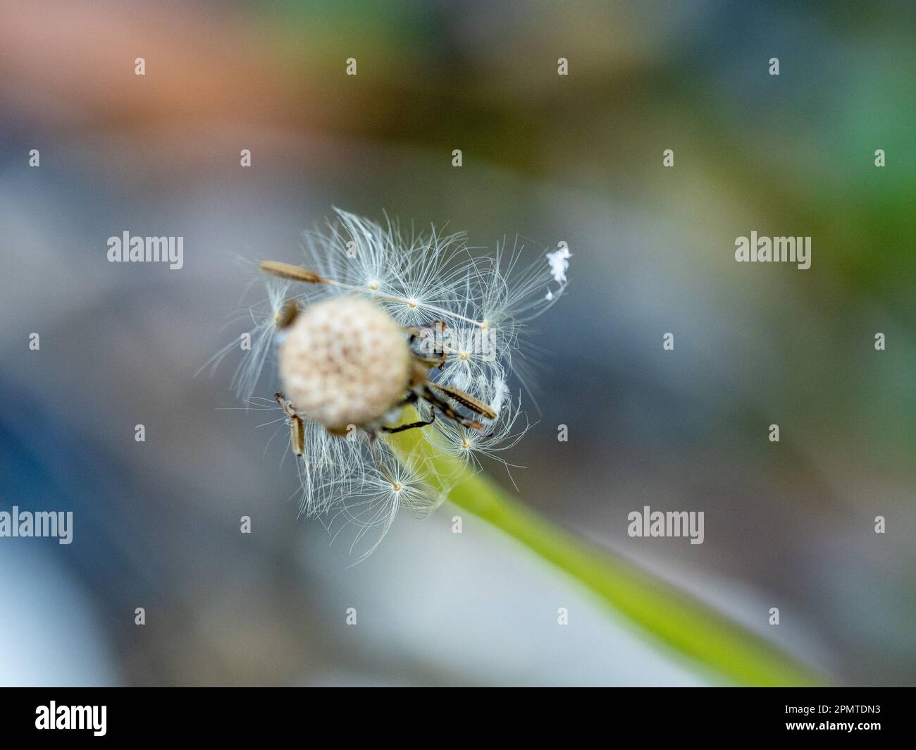 Little round flower heads hi-res stock photography and images - Alamy