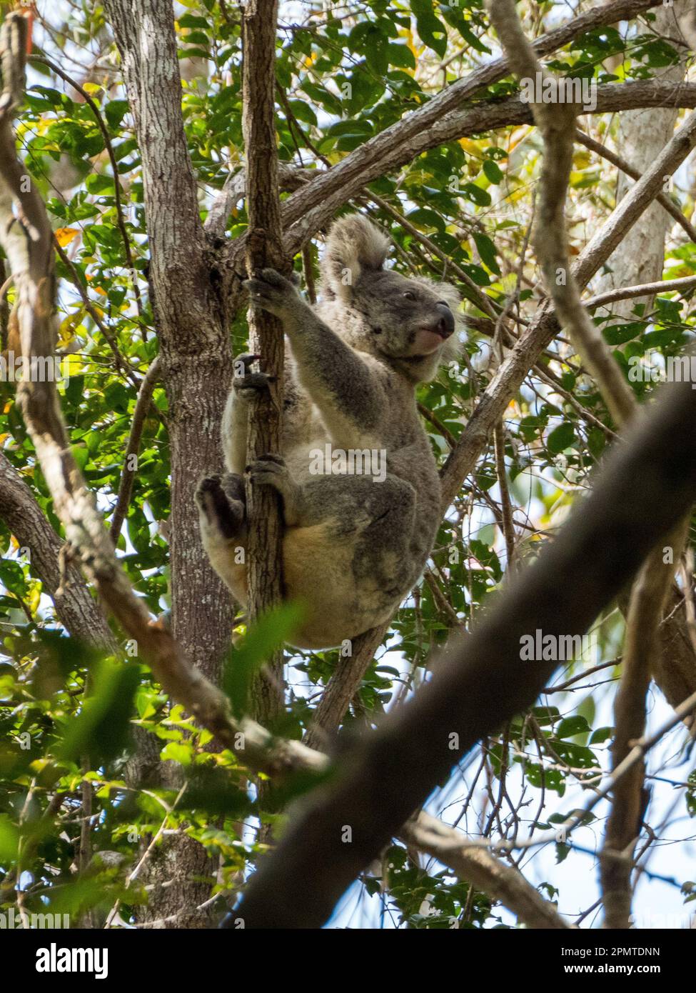 Koala in a tree, Australia Stock Photo - Alamy