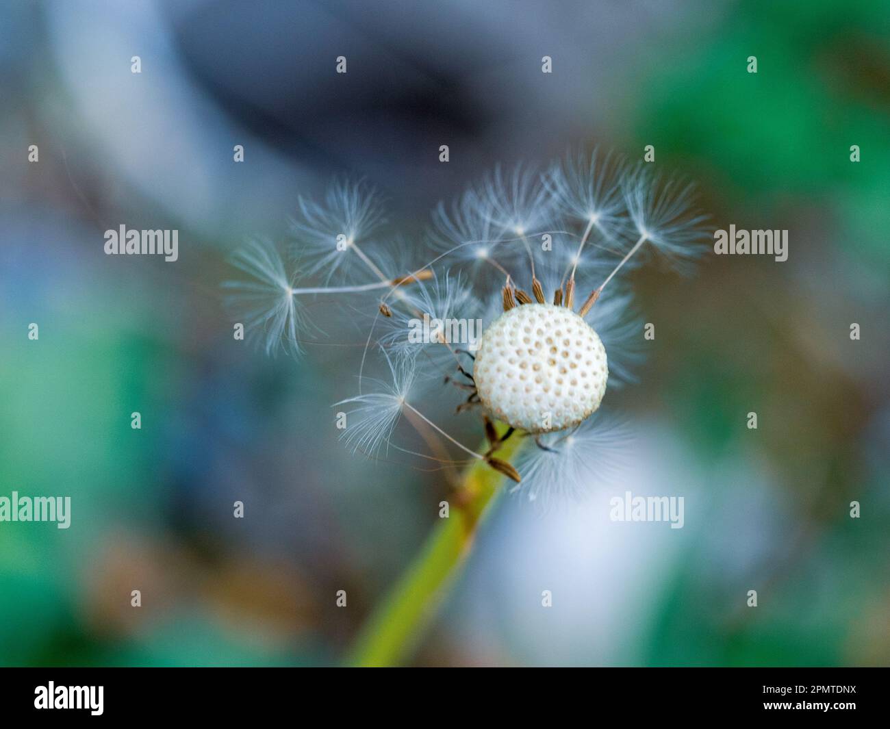 Dandelion gone to seed, only a few fluffy white pappus with dried seeds ...