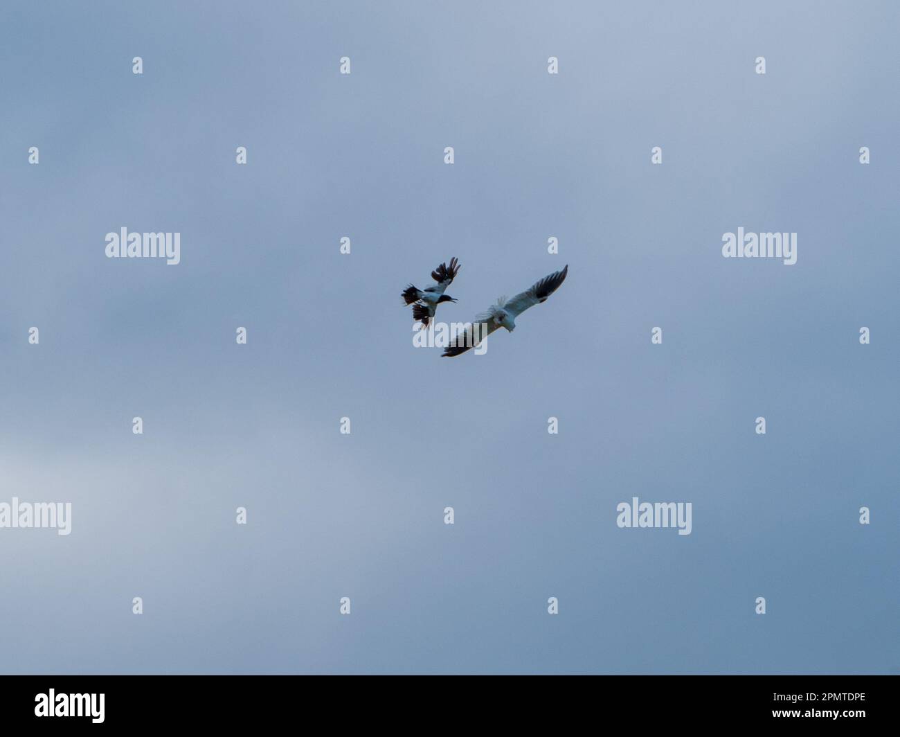 AN Australian Magpie or maybe a Butcherbird attacking a Black ...