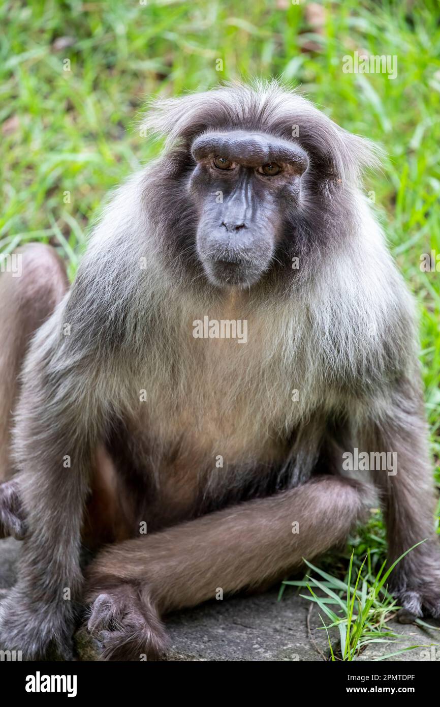 Tonkean macaque (Macaca tonkeana) is a species of primate in the family ...