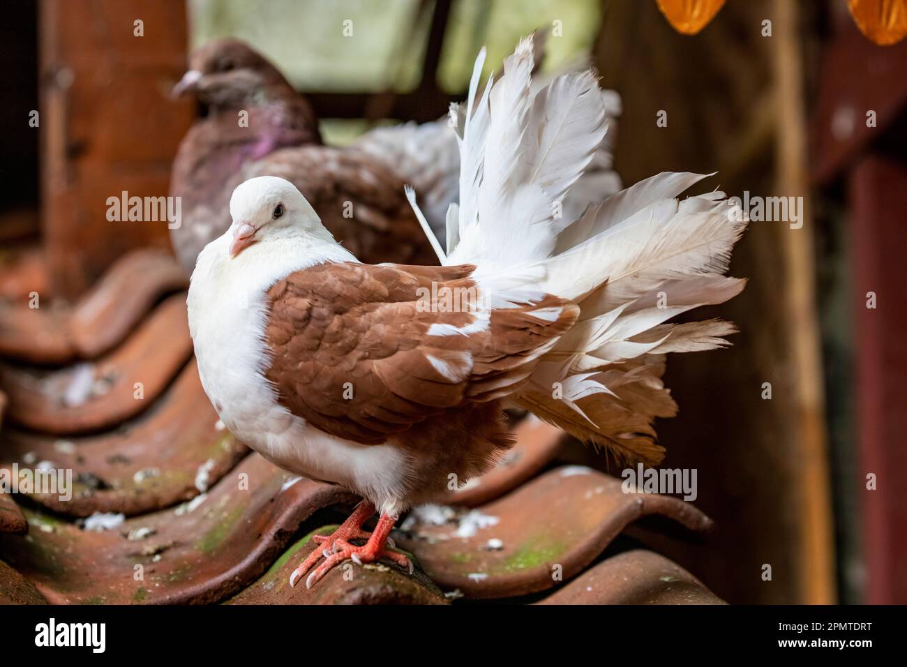The Fantail is a popular breed of fancy pigeon, It is characterised by ...