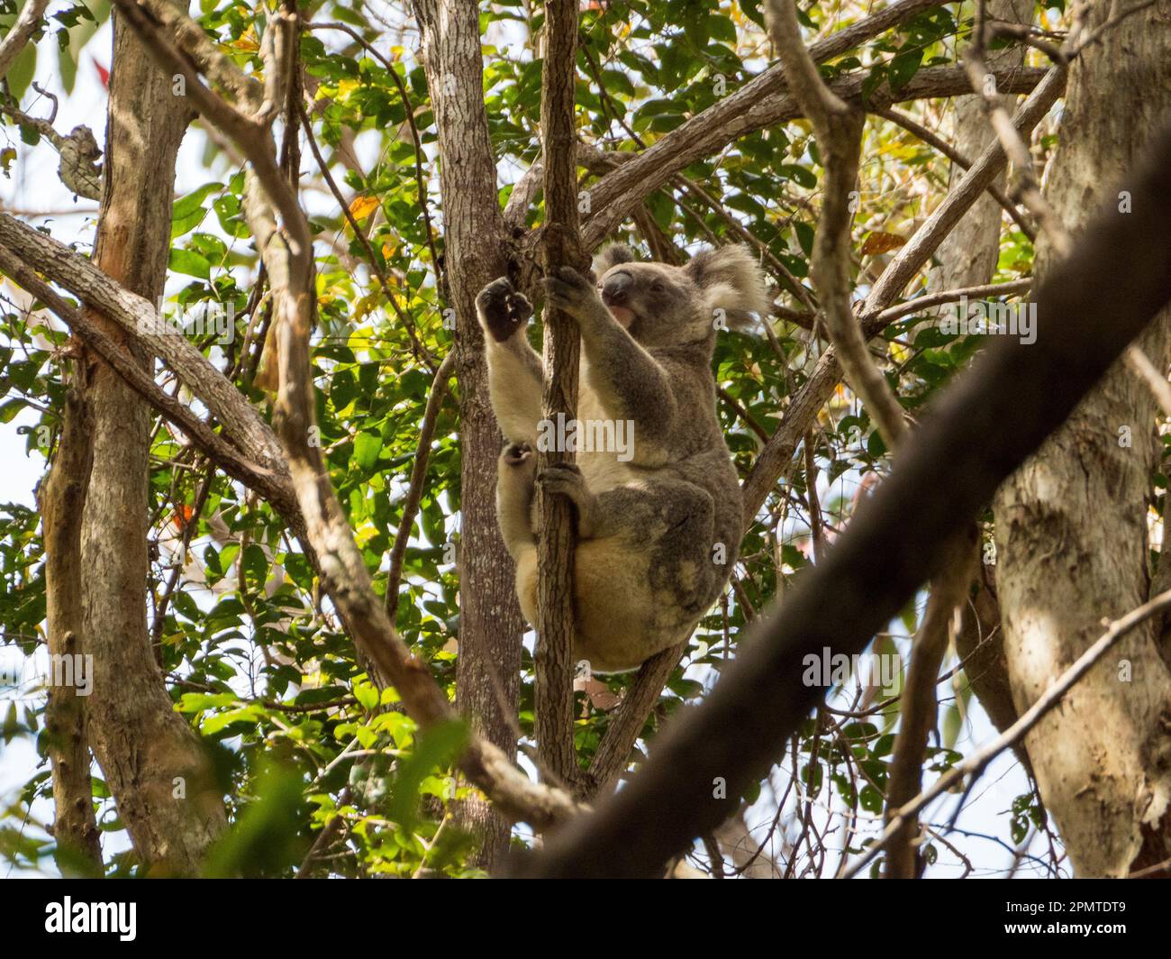 Koalas climbing hi-res stock photography and images - Alamy