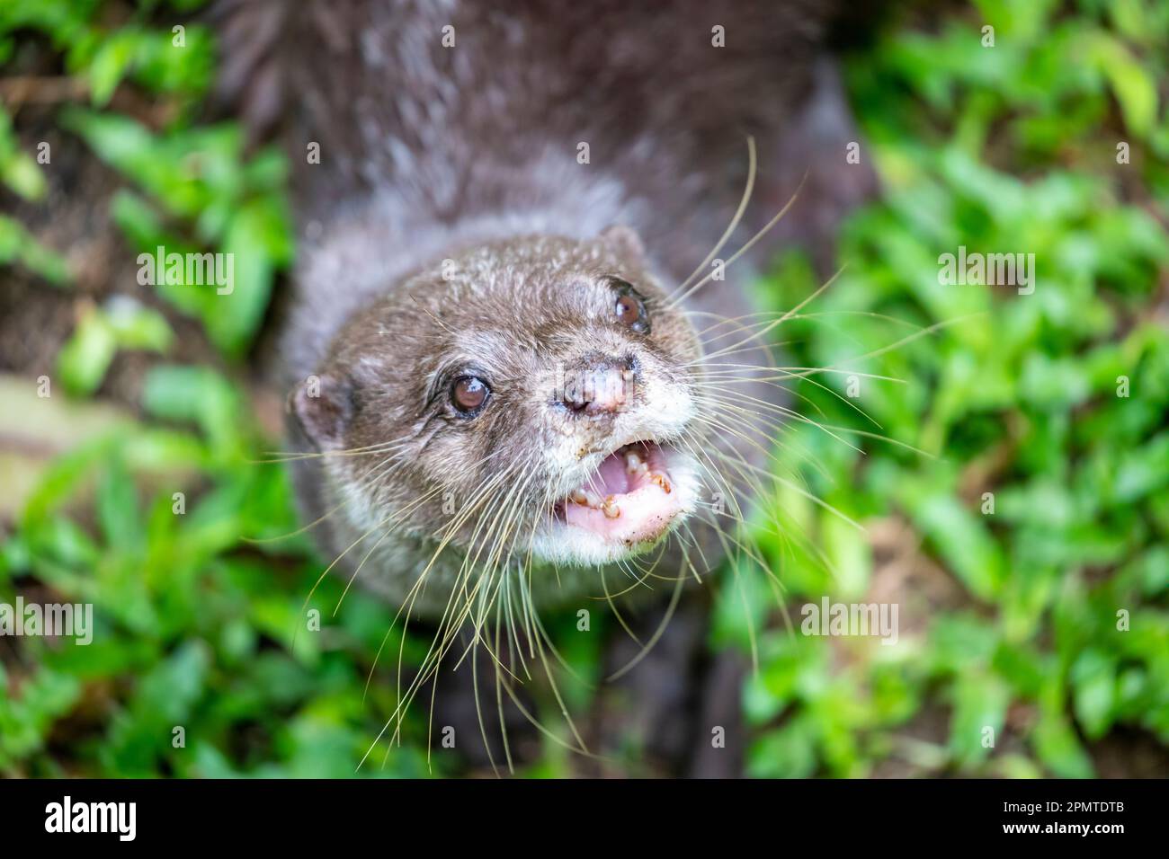 The small clawed otter (Amblonyx cinereus) looks at camera. A ...