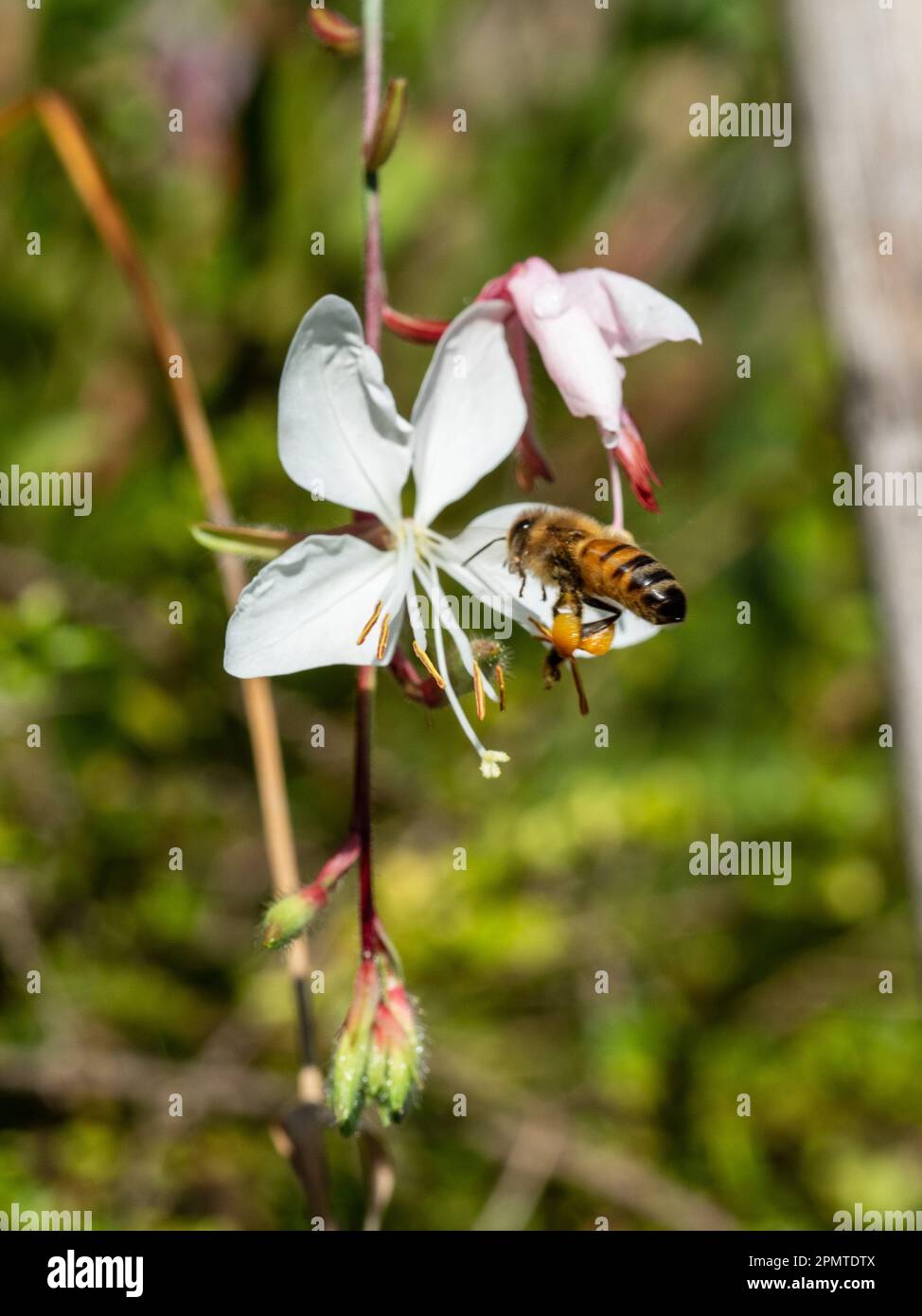 Whirling butterfly hi-res stock photography and images - Alamy