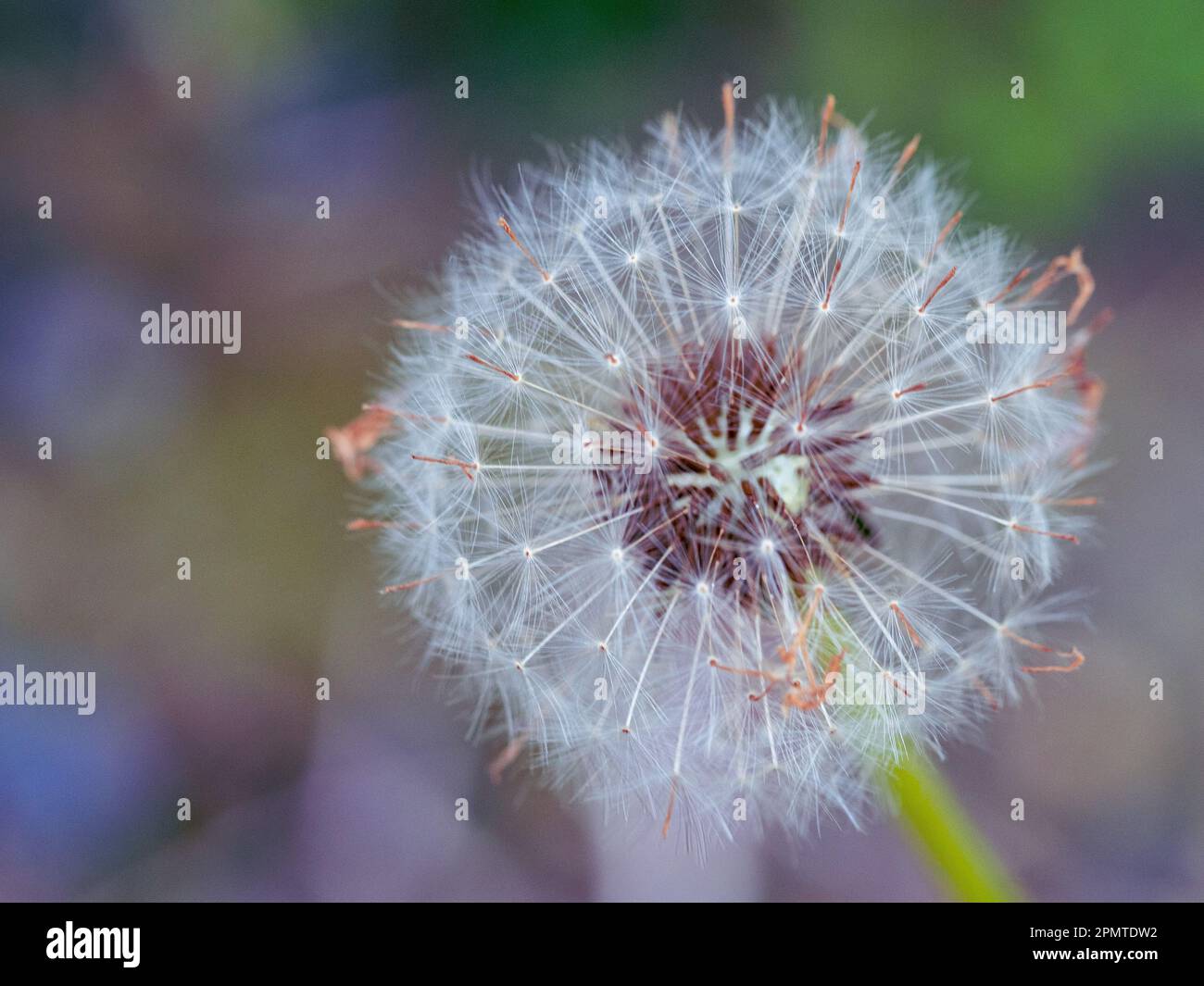 Dandelion gone to seed, fluffy white pappus with seeds attached, pretty ...