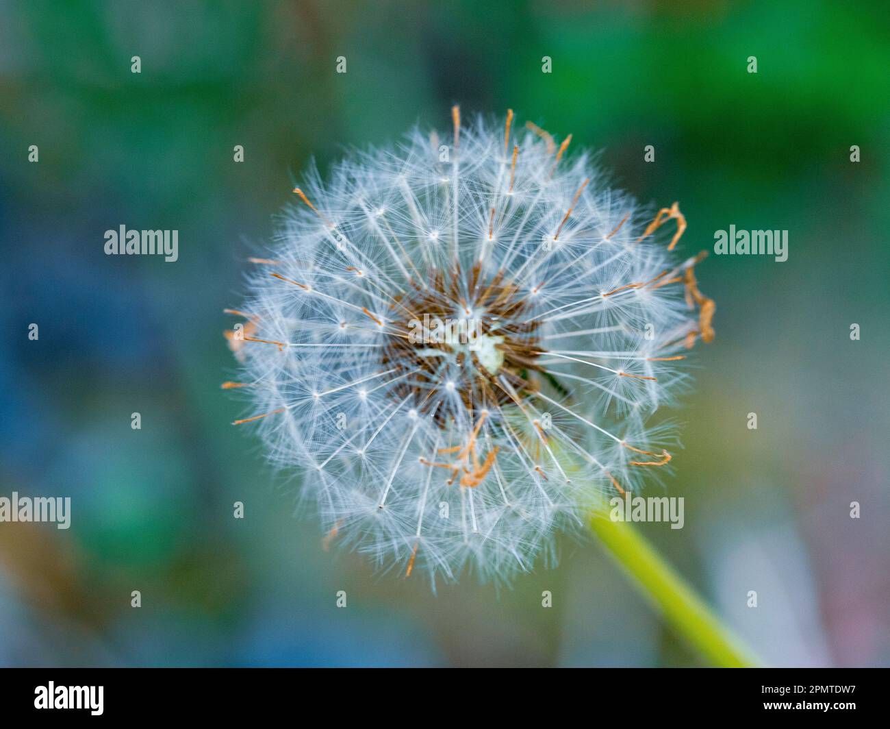 Dandelion gone to seed, fluffy white pappus with dried out seeds ...