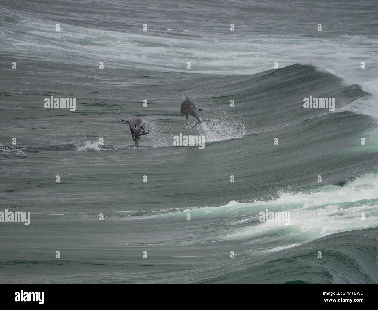 Bottlenose Dolphins flying off the back of a surfed wave at speed ...