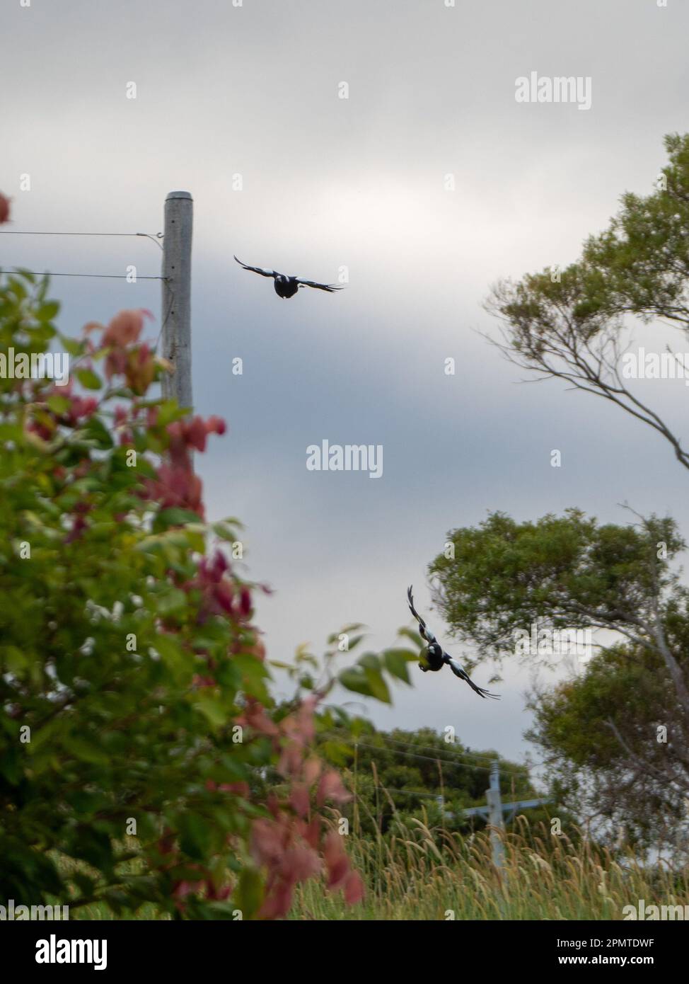 Australian magpie swooping hi-res stock photography and images - Alamy