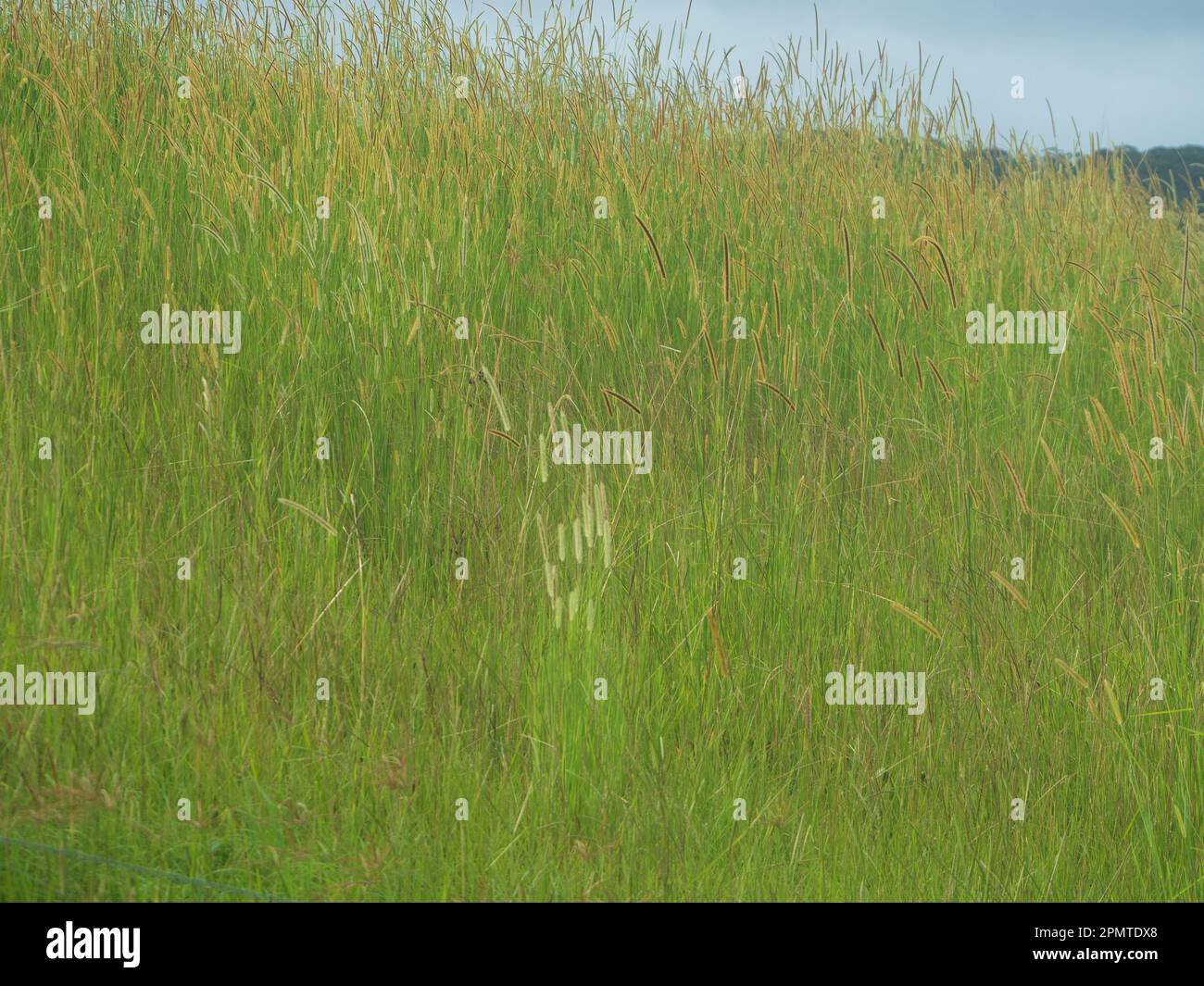 Long thick green grass and weeds in a field Stock Photo - Alamy
