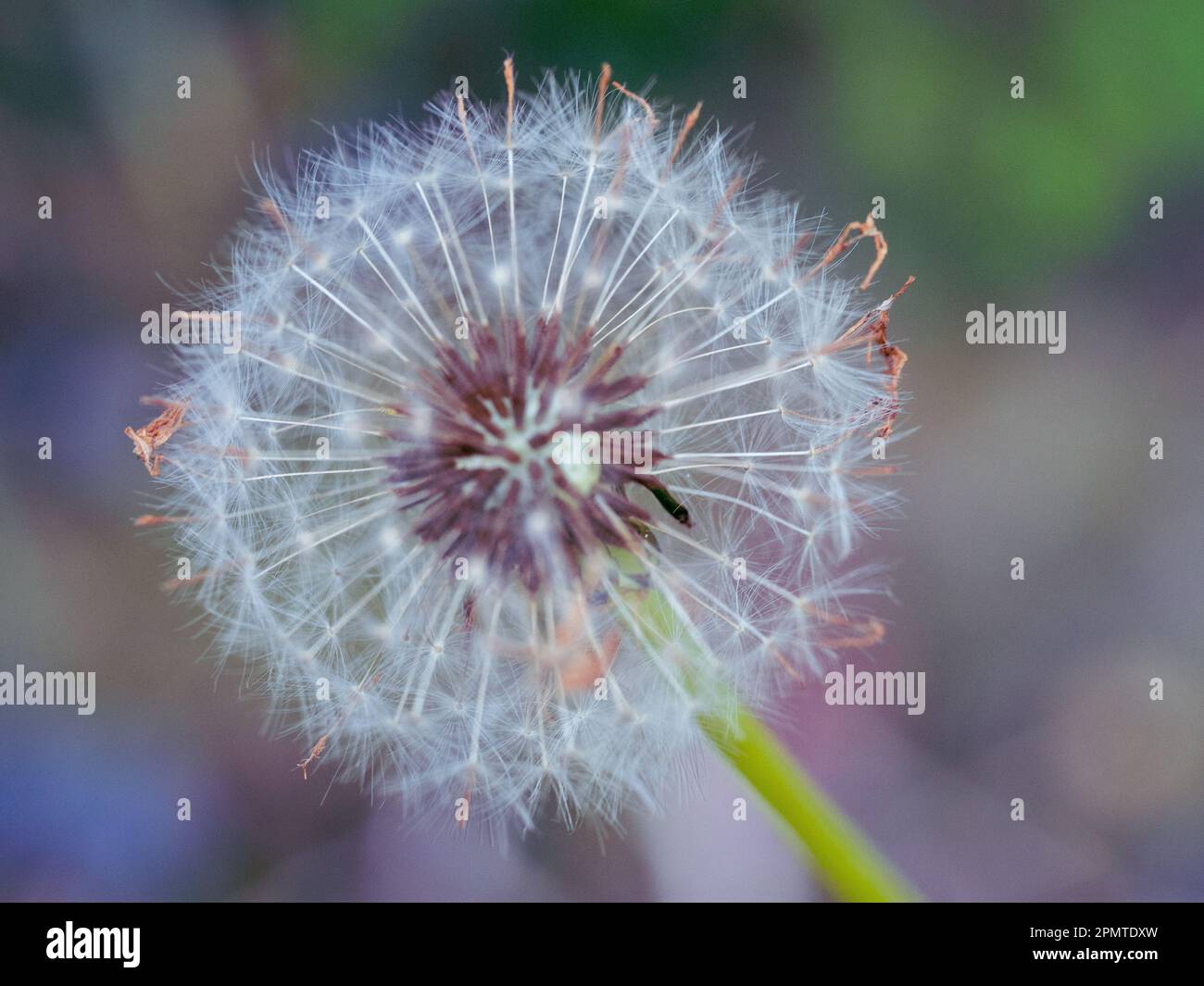 Dandelion gone to seed, fluffy white pappus with seeds attached, pretty ...