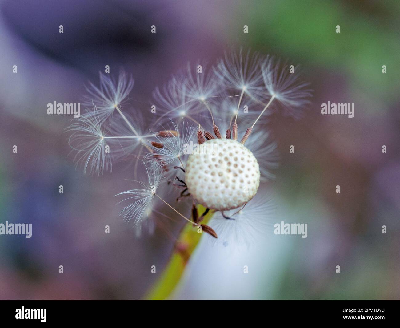 Dandelion gone to seed, only a few fluffy white pappus with dried seeds ...