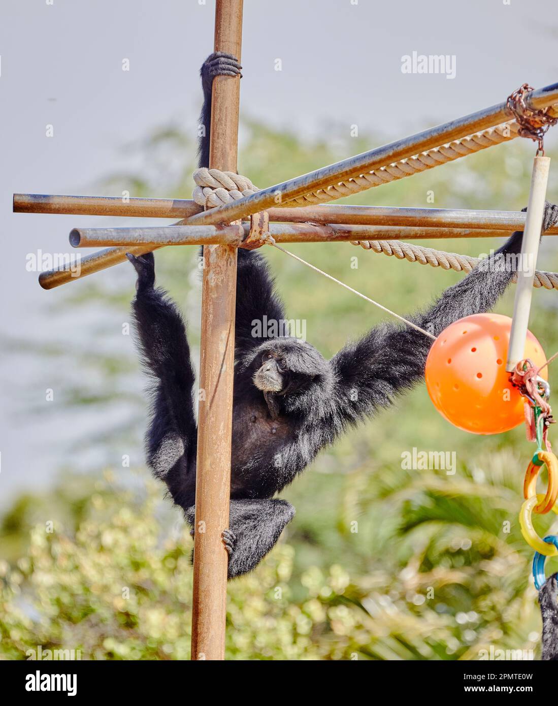 A siamang gibbon hi-res stock photography and images - Alamy
