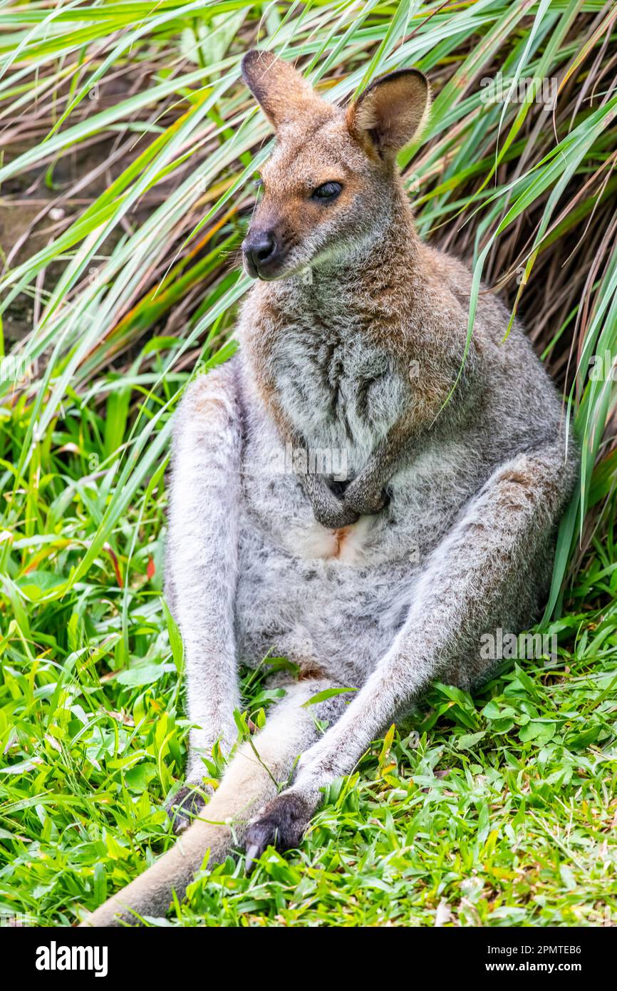 The agile wallaby (Notamacropus agilis) is a species of wallaby found ...