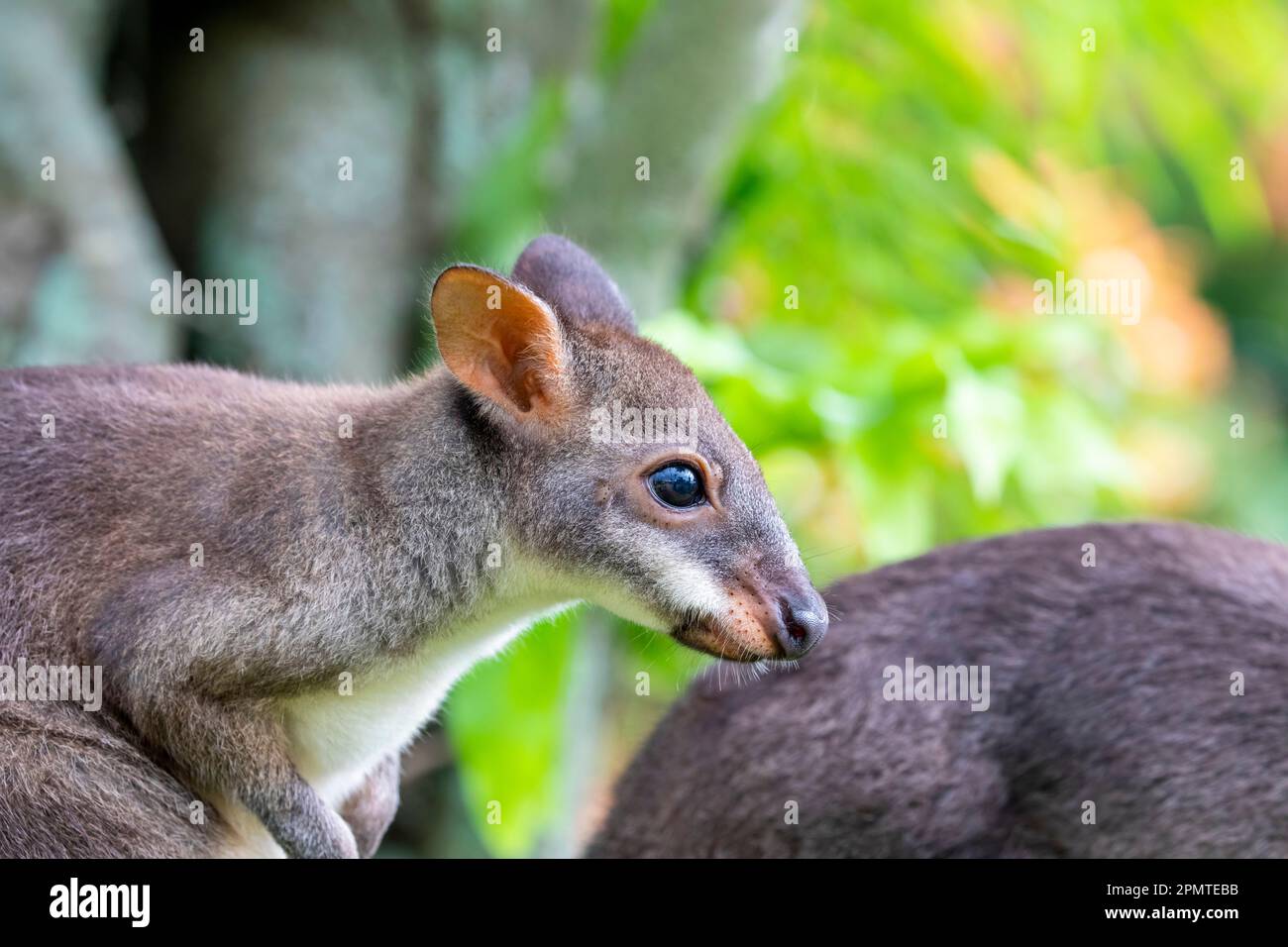 The photo of dusky wallaby (Thylogale brunii). A species of marsupial ...