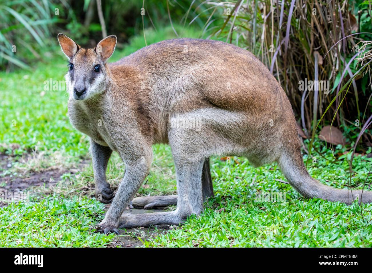 The agile wallaby (Notamacropus agilis) is a species of wallaby found ...