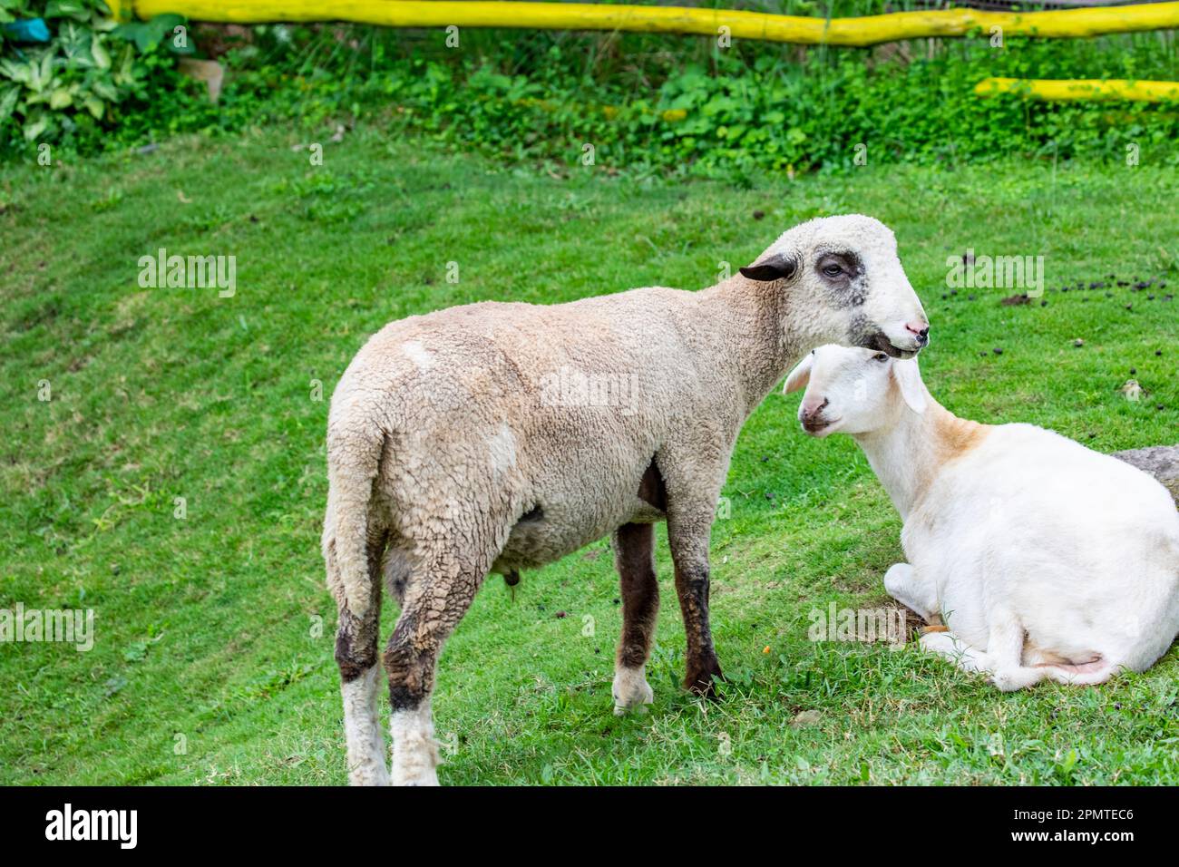 A sheep in Australia zone of Taman Safari Indonesia II Jatim Indonesia ...