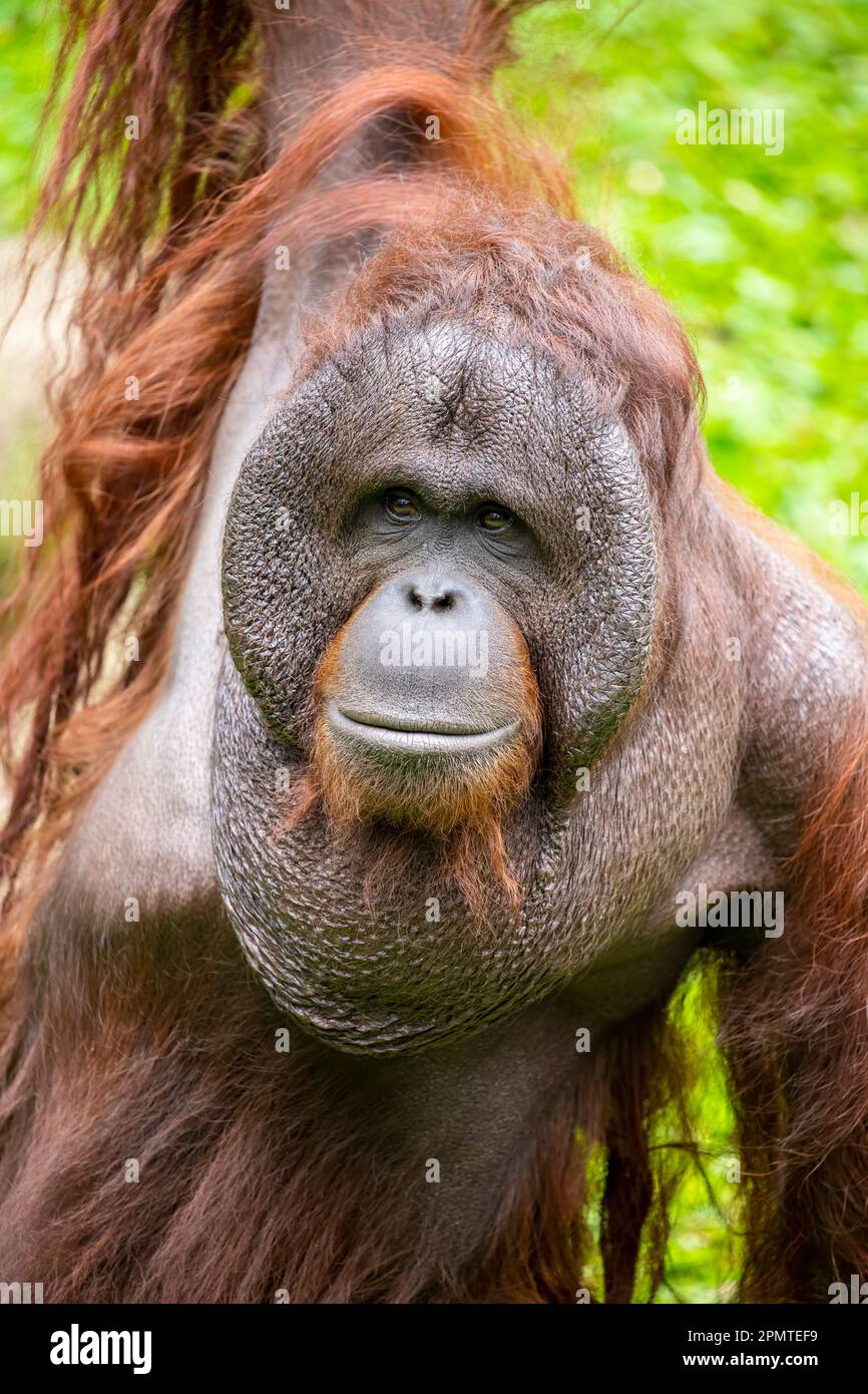 A male Bornean orangutan stays and rise the hand to beg food ...
