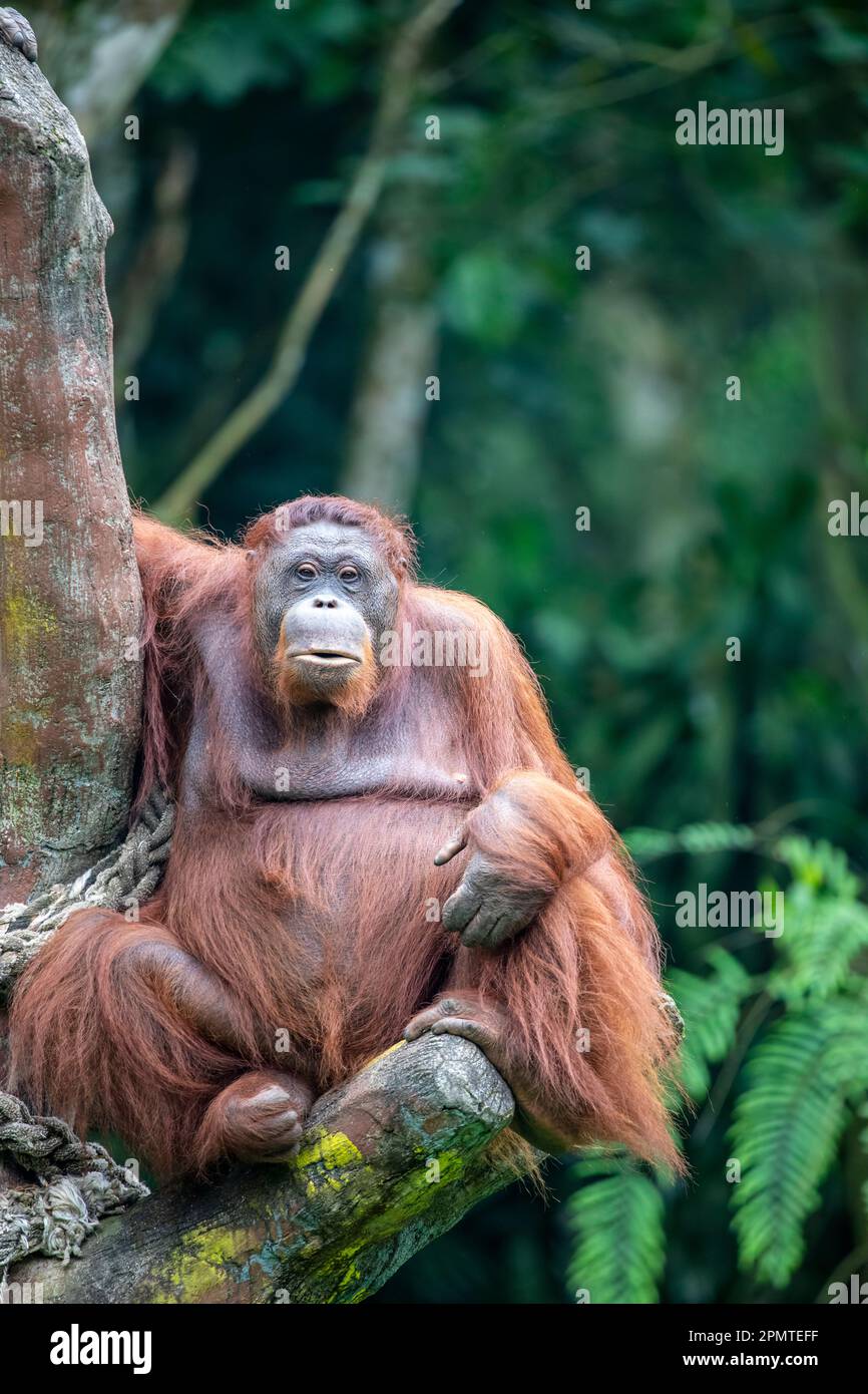 A fatty female Bornean orangutan stays alone. Critically endangered ...