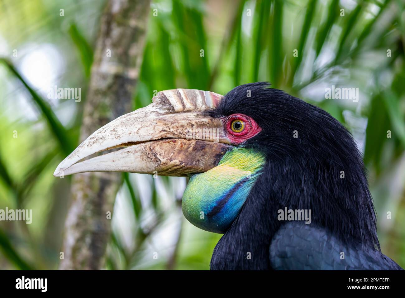 The female wreathed hornbill. It (Rhyticeros undulatus) is an Old World ...
