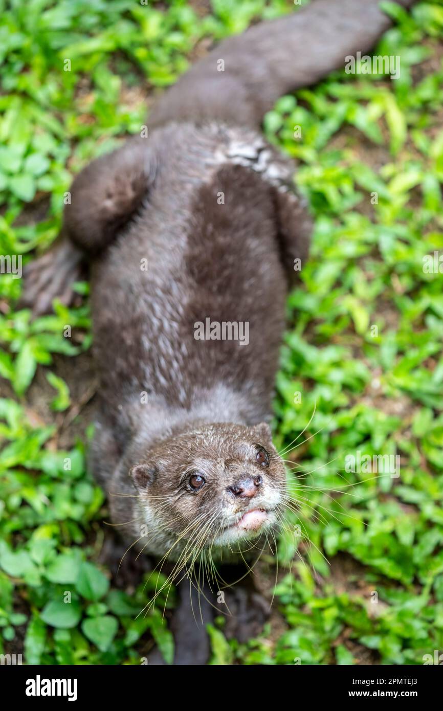 The small clawed otter (Amblonyx cinereus) looks at camera. A ...