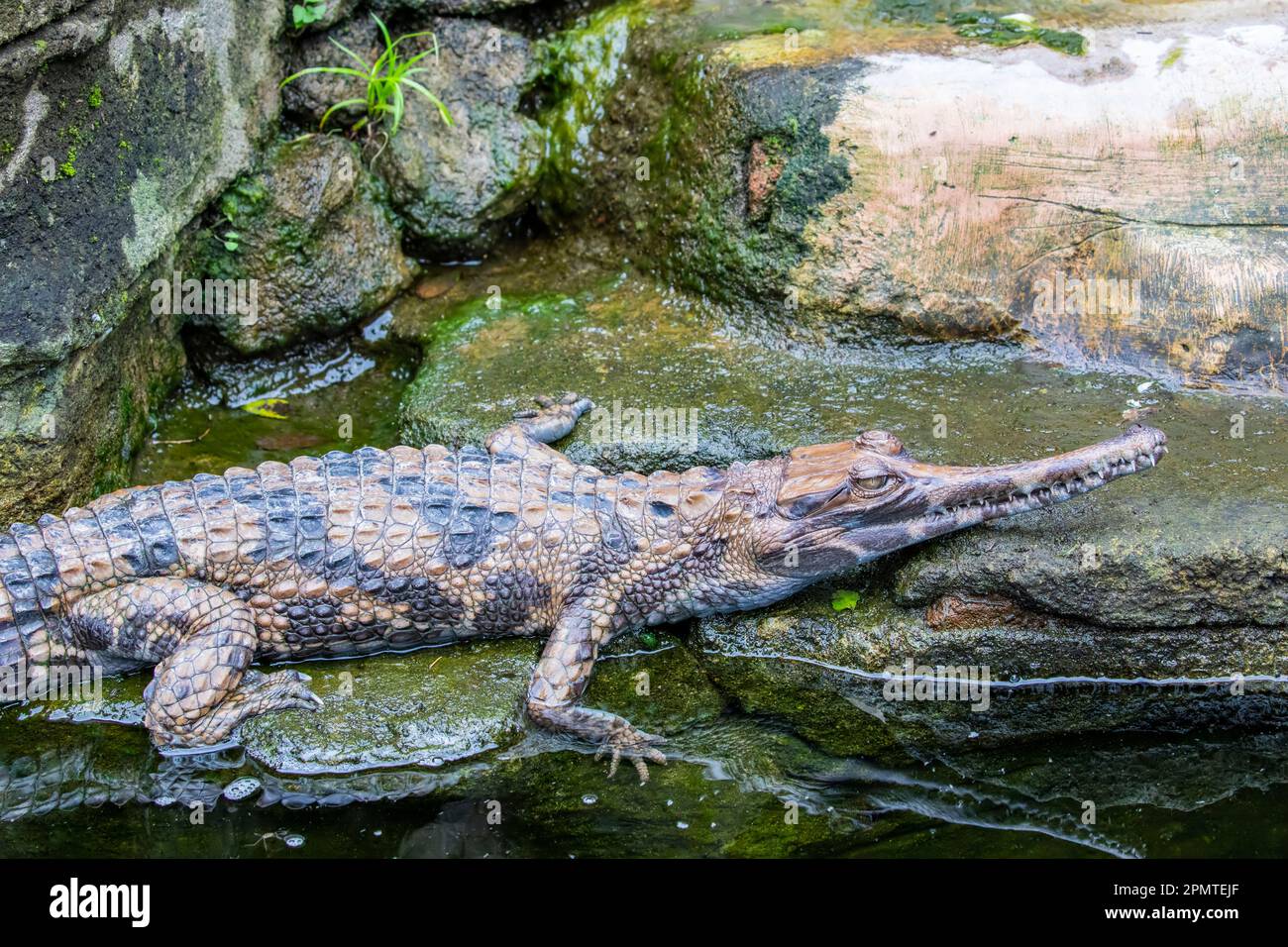 Baby Gharial Crocodile