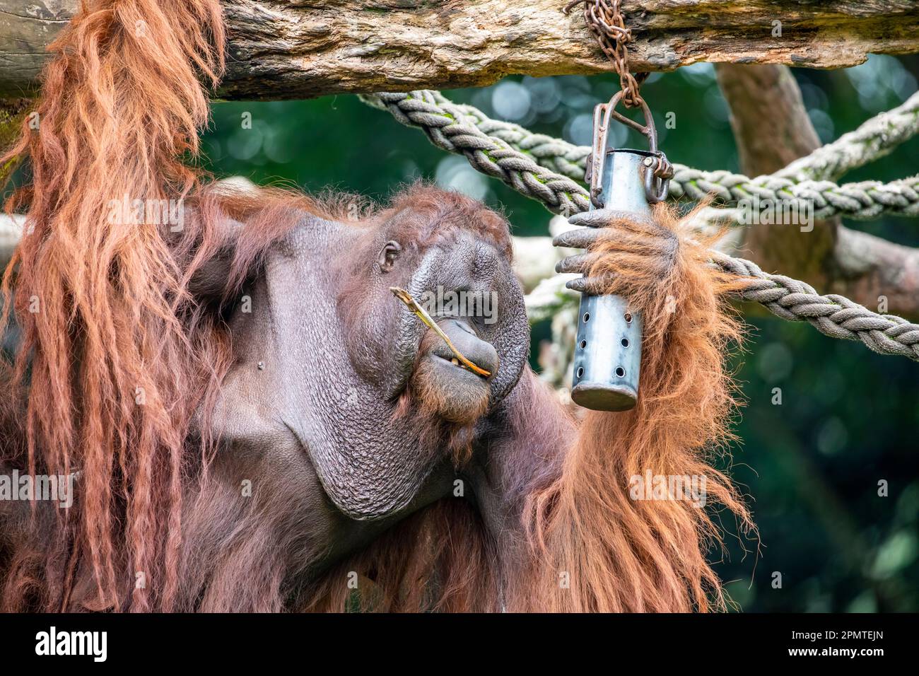 A male Bornean orangutan try to use stick to get food from a container ...
