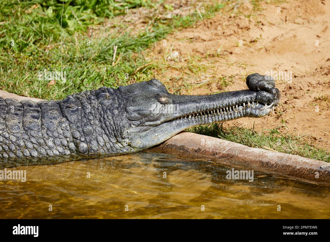 Gharial close up hi-res stock photography and images - Alamy