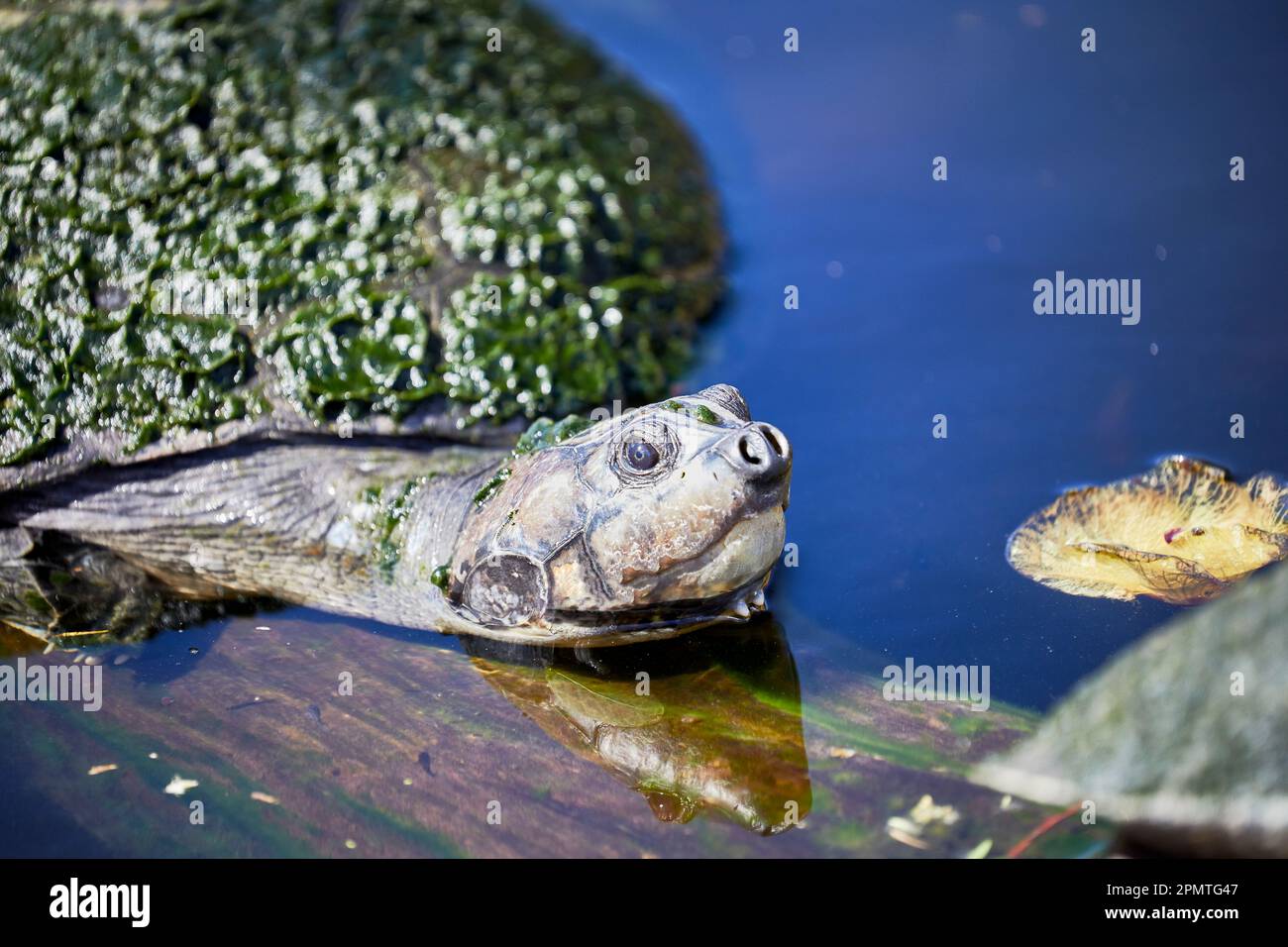 Matamata turtle hi-res stock photography and images - Alamy