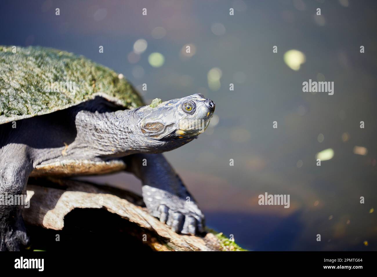 Matamata turtle hi-res stock photography and images - Alamy