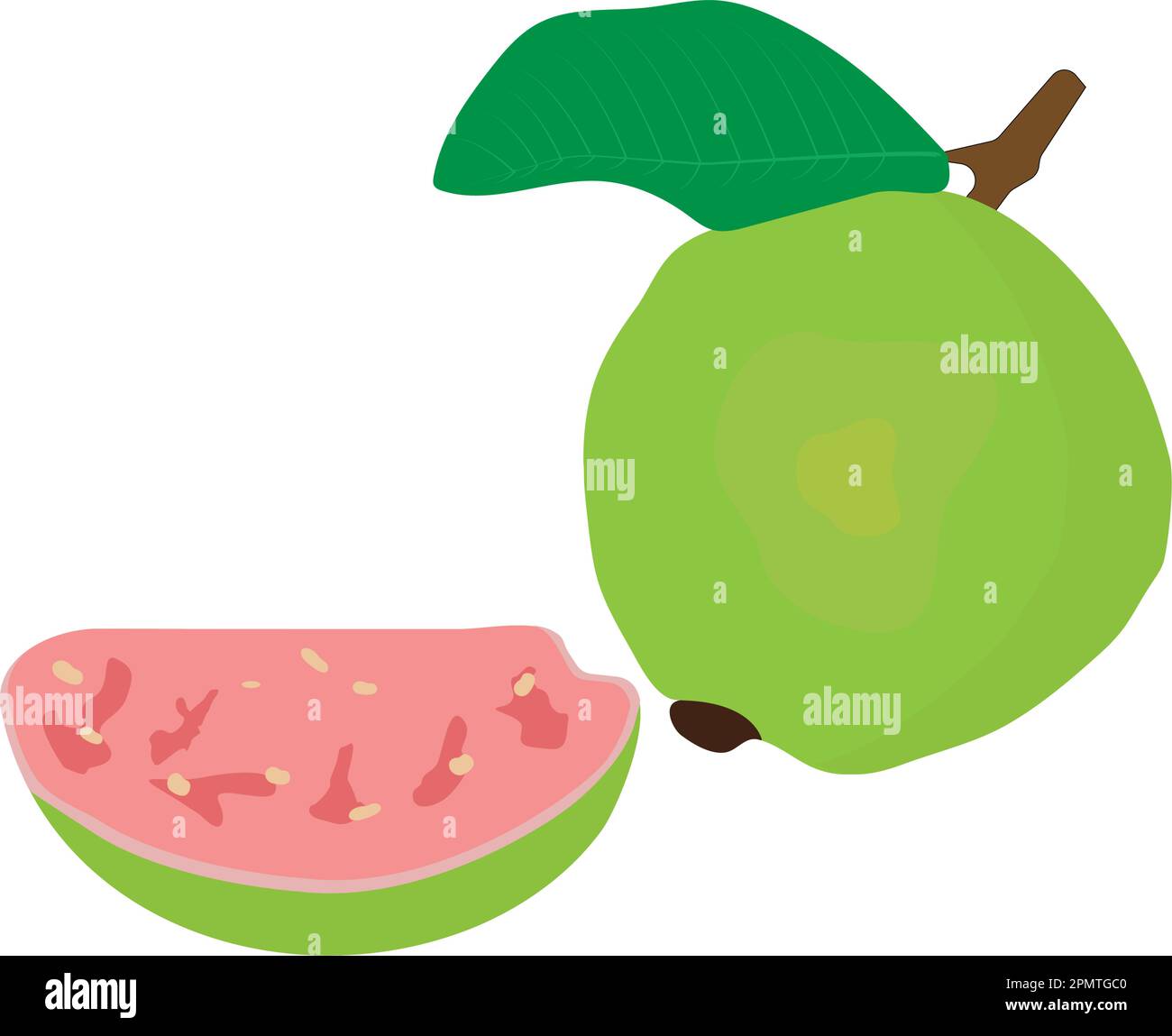 Single guava Stock Vector Images - Alamy