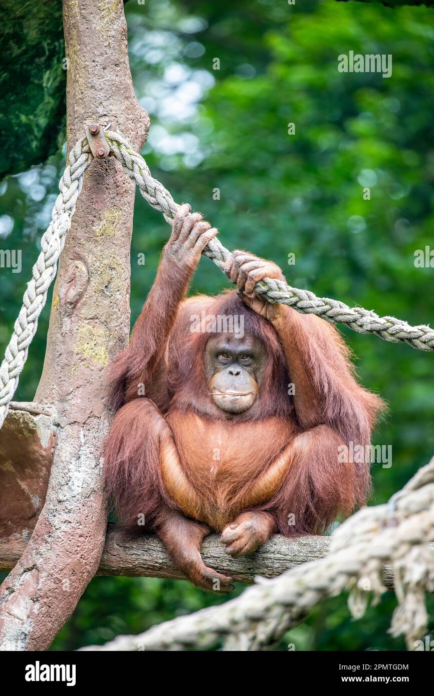 A fatty female Bornean orangutan stays alone. Critically endangered ...