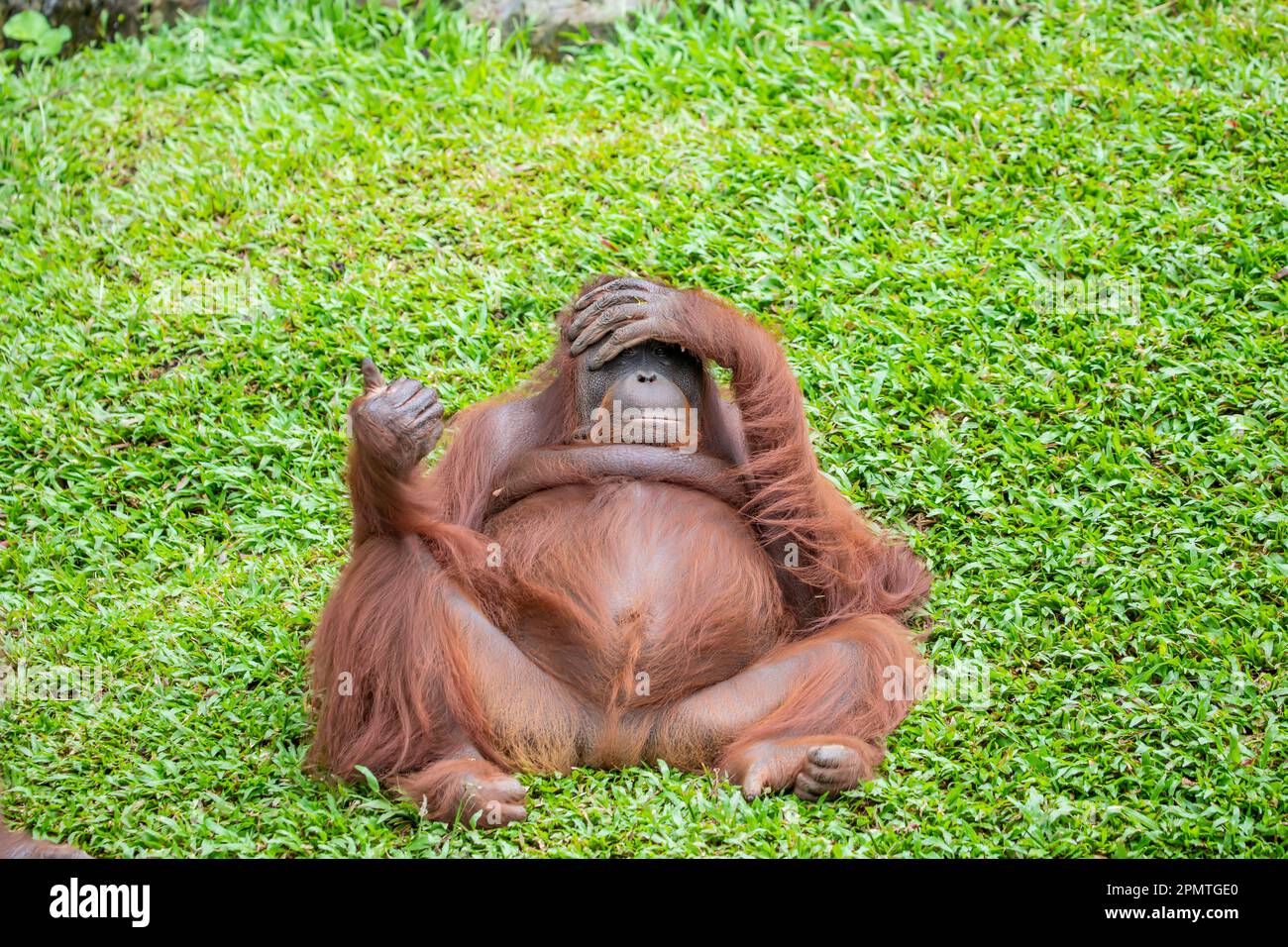A fatty female Bornean orangutan stays alone. Critically endangered ...