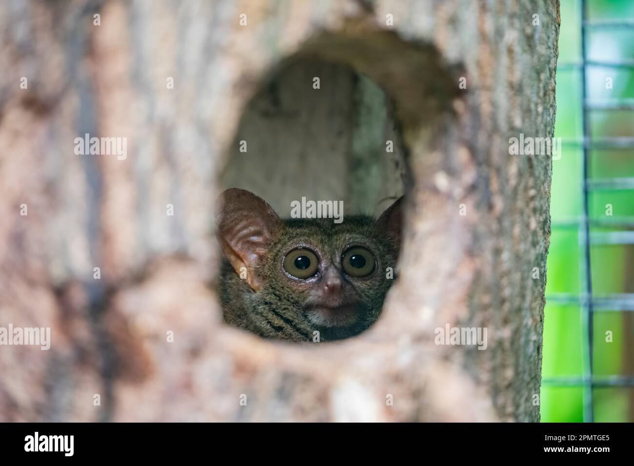 The closeup image of Philippine tarsier (Carlito syrichta). It is a ...